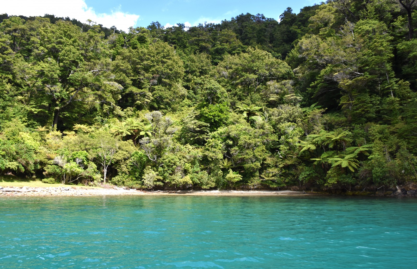 Pelorus Sound | Cruise Guide